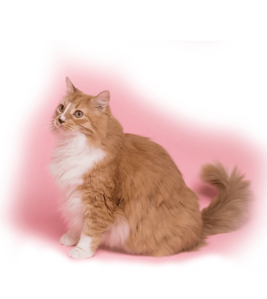 Pet Puffer - Complete Pet Platform